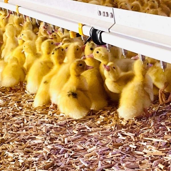 Elevage de canards dans le Tarn - Miscanthus du Sud-Ouest